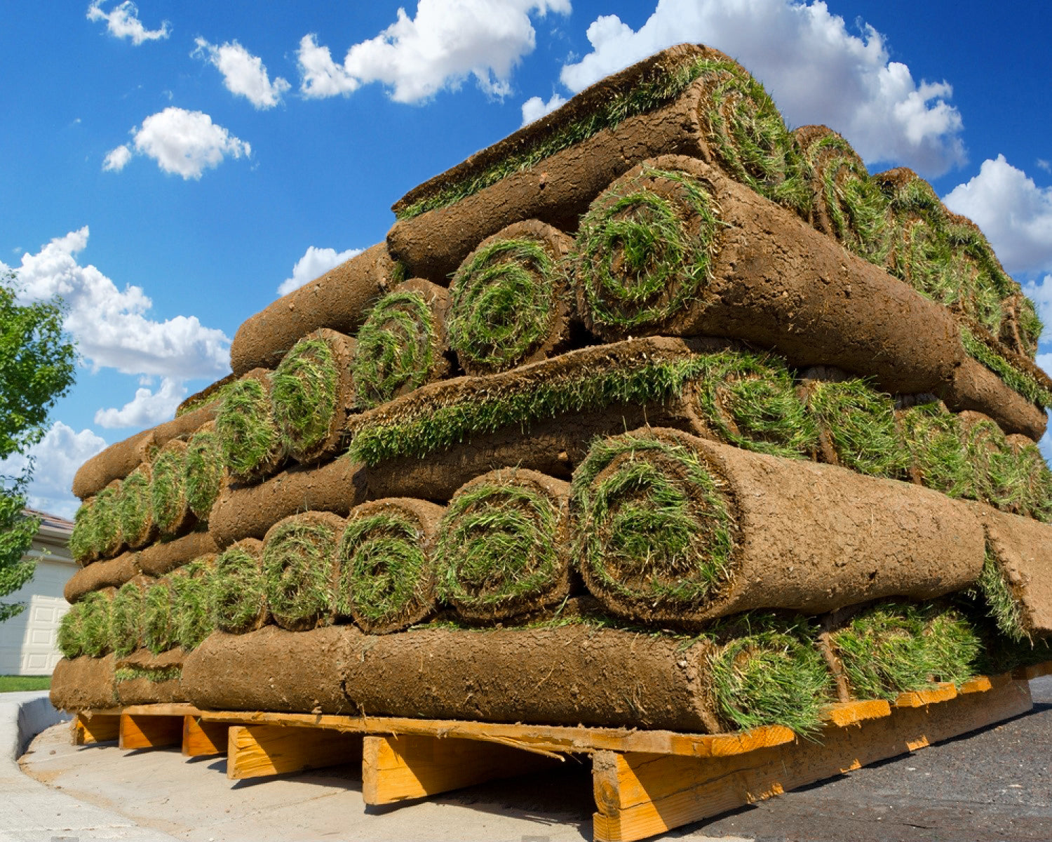 Premium Kentucky Blue Grass Sod: Transform Your Lawn Today – TMH ...