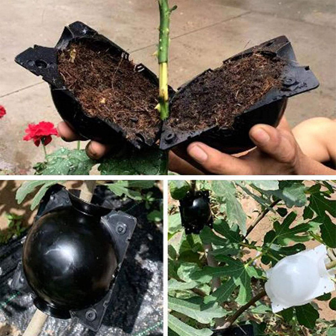 Success Guaranteed: Clone Plants Easily with the Root Ball – TMH ...